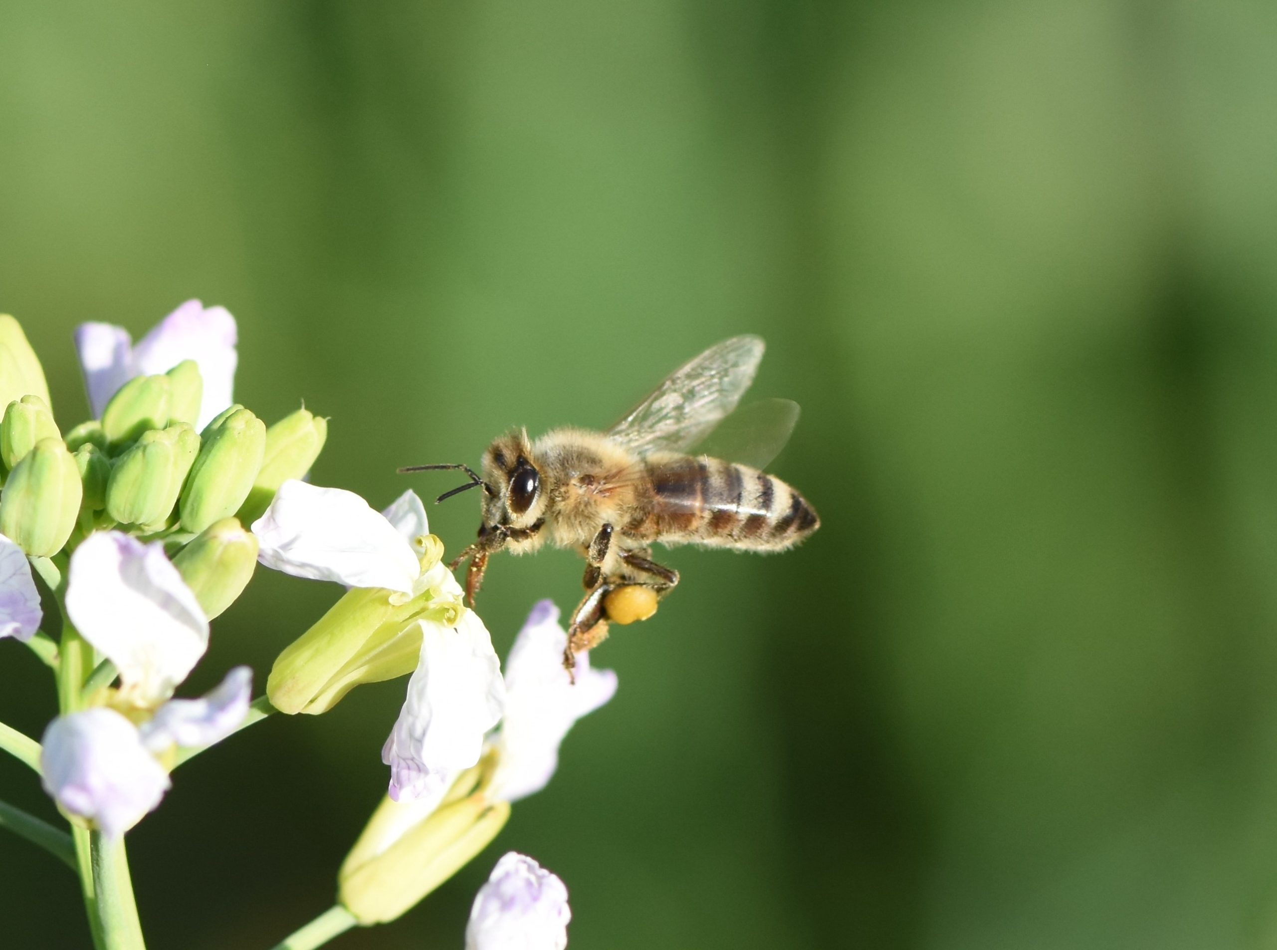 To save bees, scientists say focus on habitat first, then pesticides ...